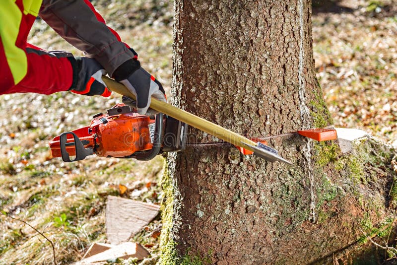 Worker Cutting Tree with Chainsaw Stock Photo - Image of danger, logger ...