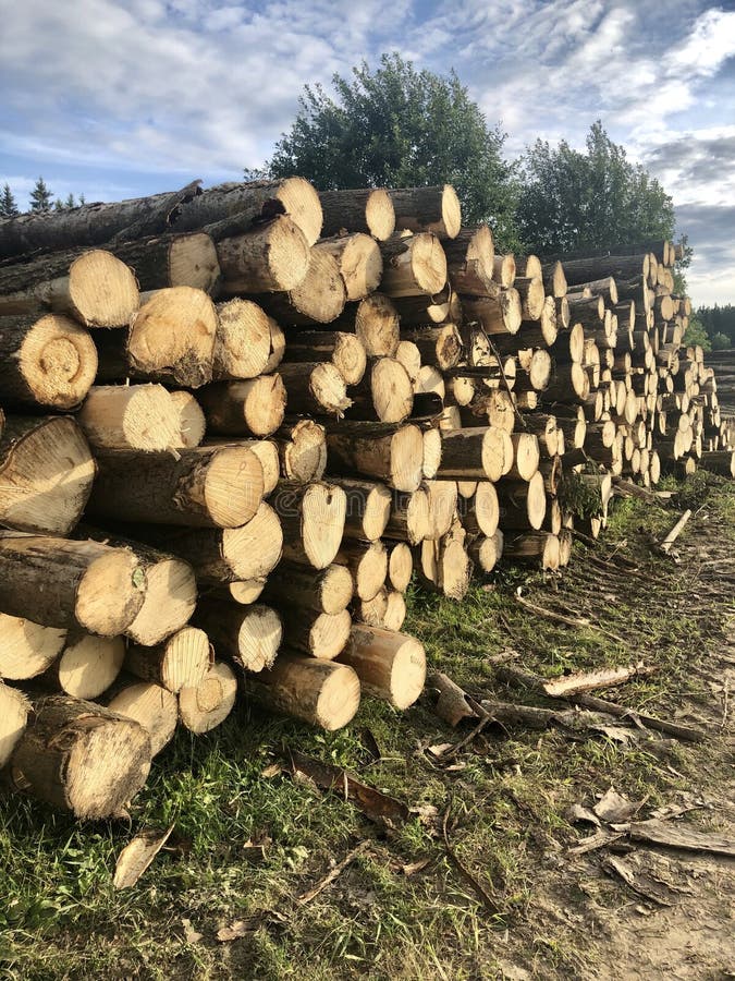 Deforestation for Paper Making Stock Image - Image of lumber, falling ...
