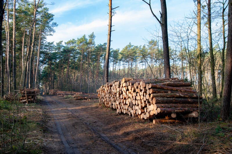 Felling Trees in the Forest - Deforestation in Europe Stock Image ...