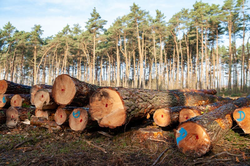Felling Trees in the Forest - Deforestation in Europe Stock Image ...