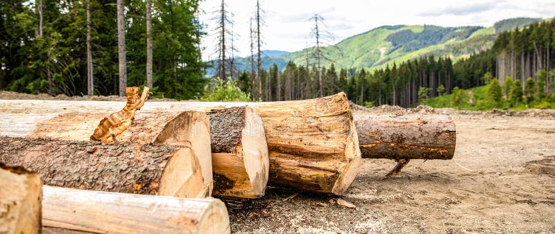 Felling Trees in Forest. Sawed Trees in Coniferous Forests ...