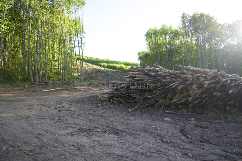Felling of Trees in Forest with Stacked Logs and Area of Green Trees ...