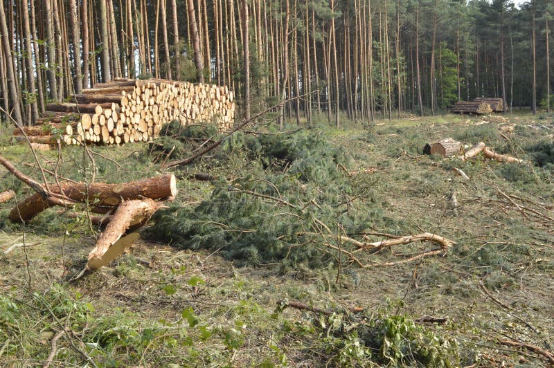 Felling stock photo. Image of feeling, texture, forest - 74240572