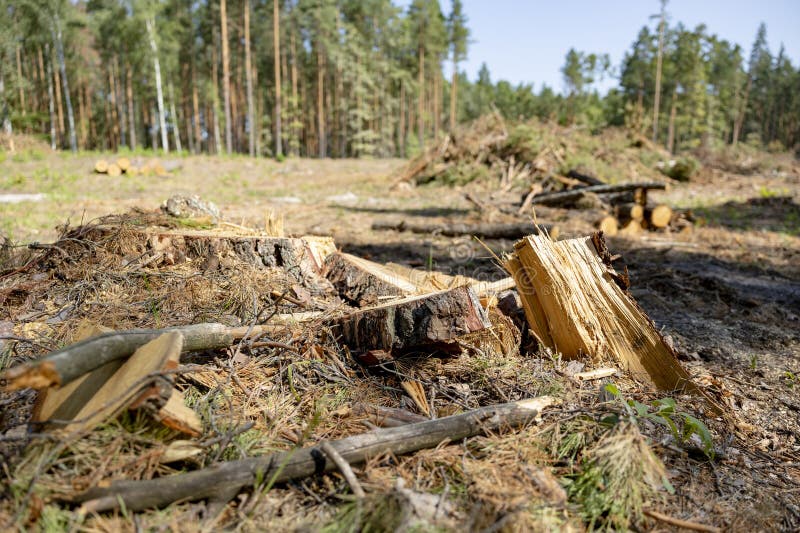 Felling Trees in a Forest Under a Sky. a Vast Clearing Was Created in a ...