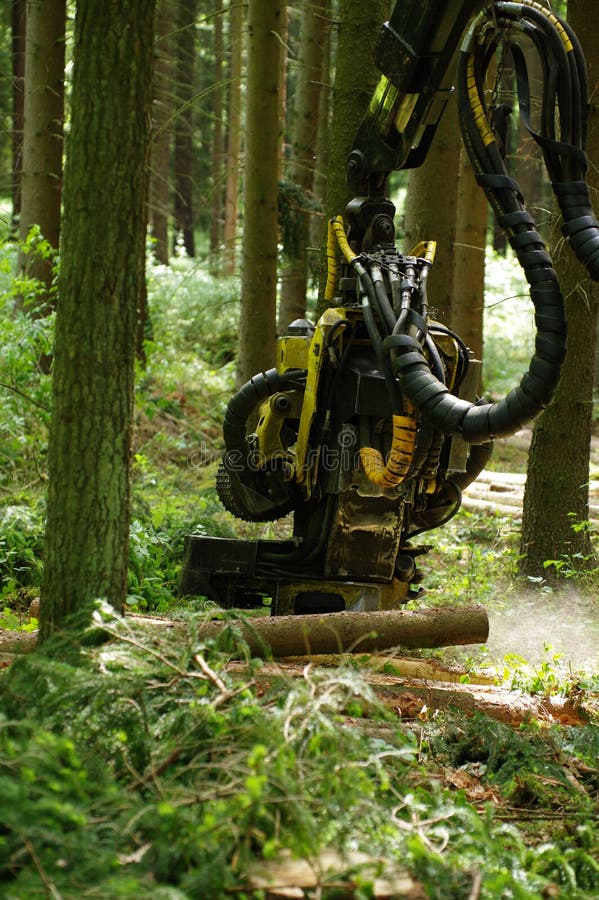 Felling of the woods 3 stock image. Image of wooded, felling - 40930123