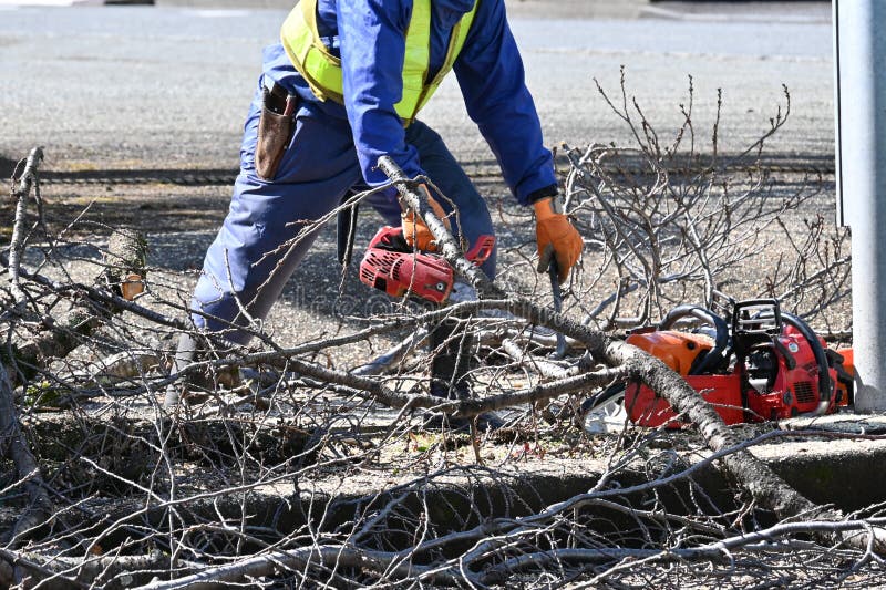 Felling Work of Roadside Trees with Aerial Work Vehicle. Stock Image ...