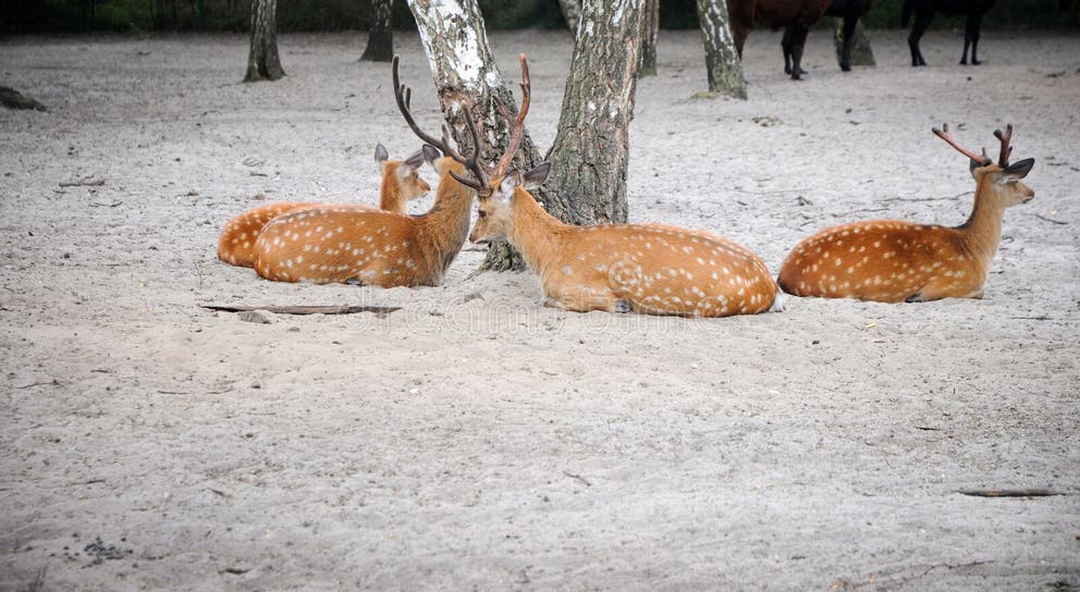 Fellow deer stock photo. Image of fallow, sand, wildlife - 28339750