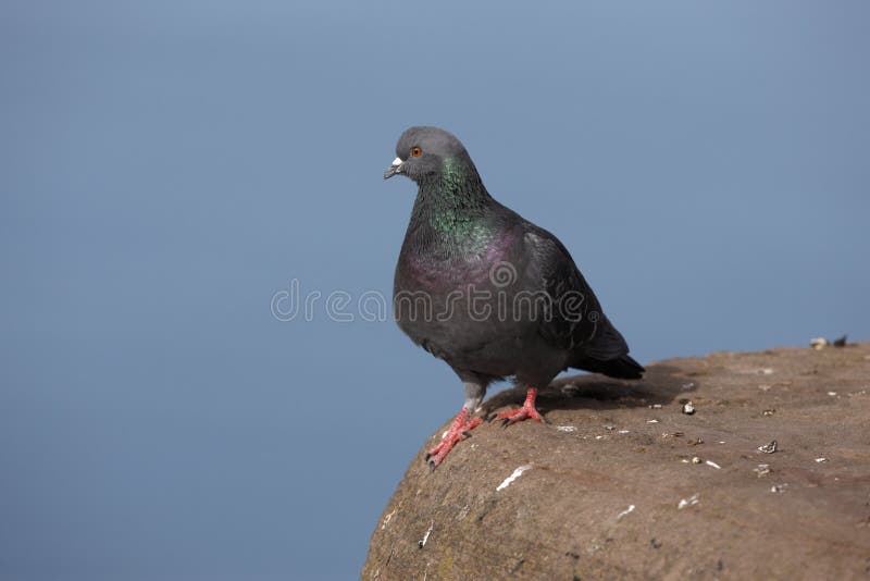 Felsentaube, Columba Livia, Stockfoto - Bild von wildnis, taube: 34155094
