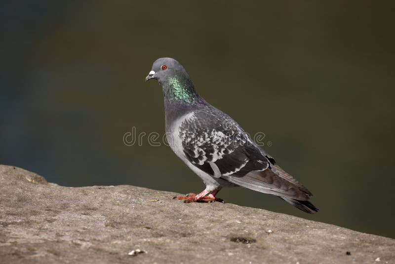 Pariser Felsentaube (Columba Livia) am Rand Der Seines Stockfoto - Bild ...