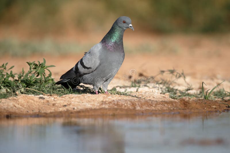 Felsentaube, Columba Livia, Stockfoto - Bild von wildnis, taube: 34155094