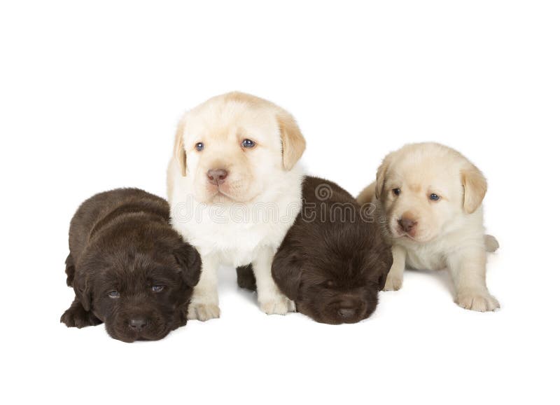 7 Labrador Gammala Valpar Två Veckor Fotografering för Bildbyråer ...