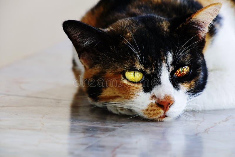 Femail Calico Cat is Sitting on the Floor Stock Photo - Image of kitten ...