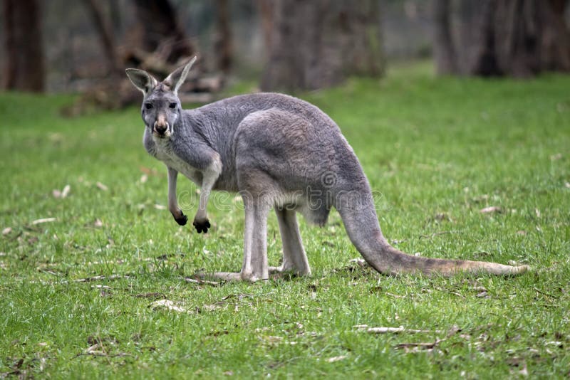 178 Kangaroo Arms Stock Photos - Free & Royalty-Free Stock Photos from ...