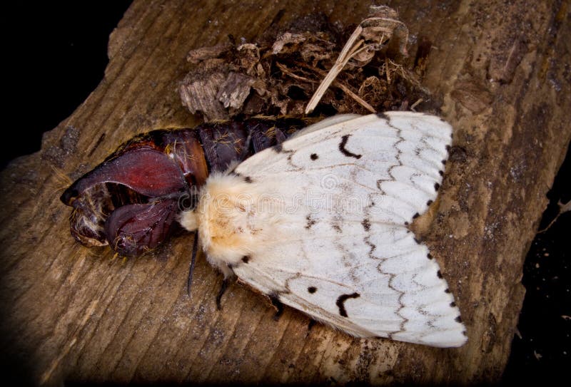 A Female Gypsy Moth stock image. Image of destructive - 10415025