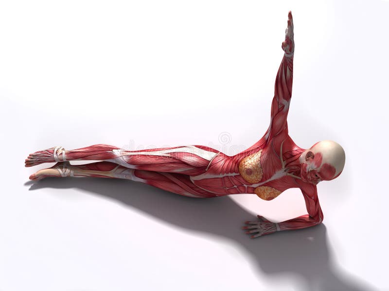 Female abs workout stock illustration. Illustration of educational ...