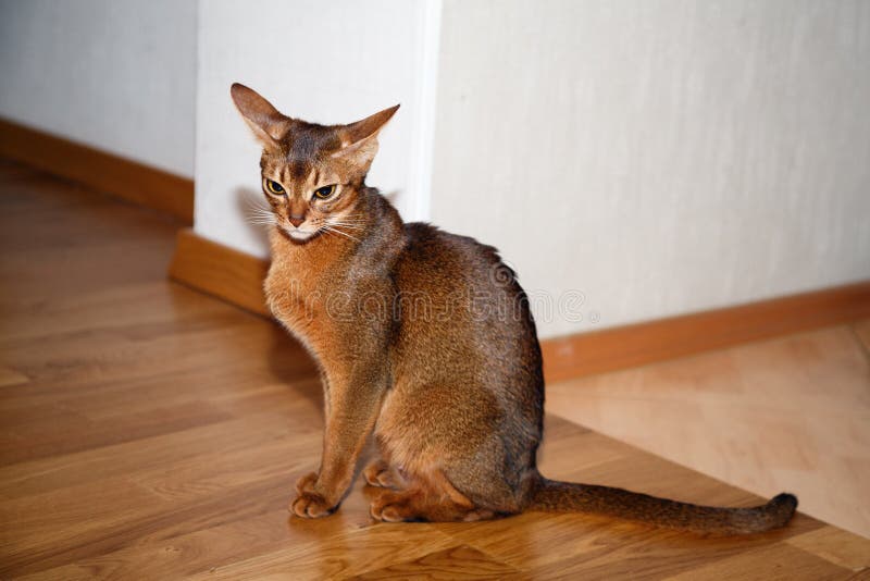 Female Abyssinian cat stock image. Image of beauty, brown - 105760495