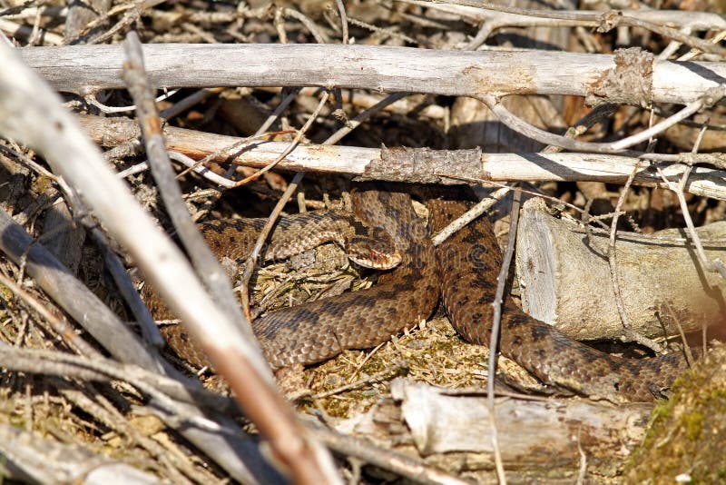 Female Adder Snake (Vipera Berus) Just Out of Hibernation. Stock Photo ...