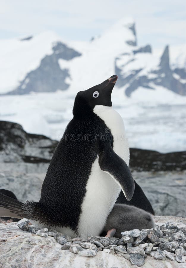 Female Adelie Penguin Sitting on the Nest and Frightening Observer ...