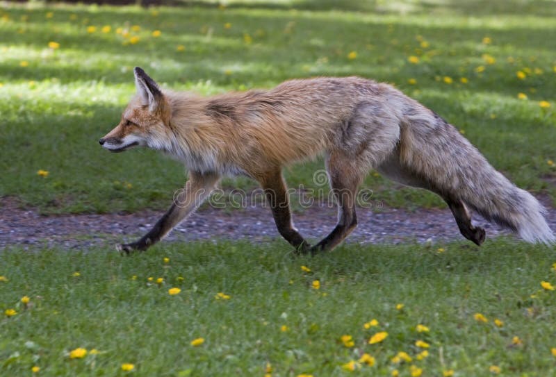Cattle In Stable With Fodder Stock Image - Image of domesticated ...