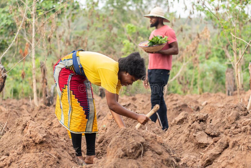 African Farmer Working on a Farm Stock Photo - Image of farm, farming ...