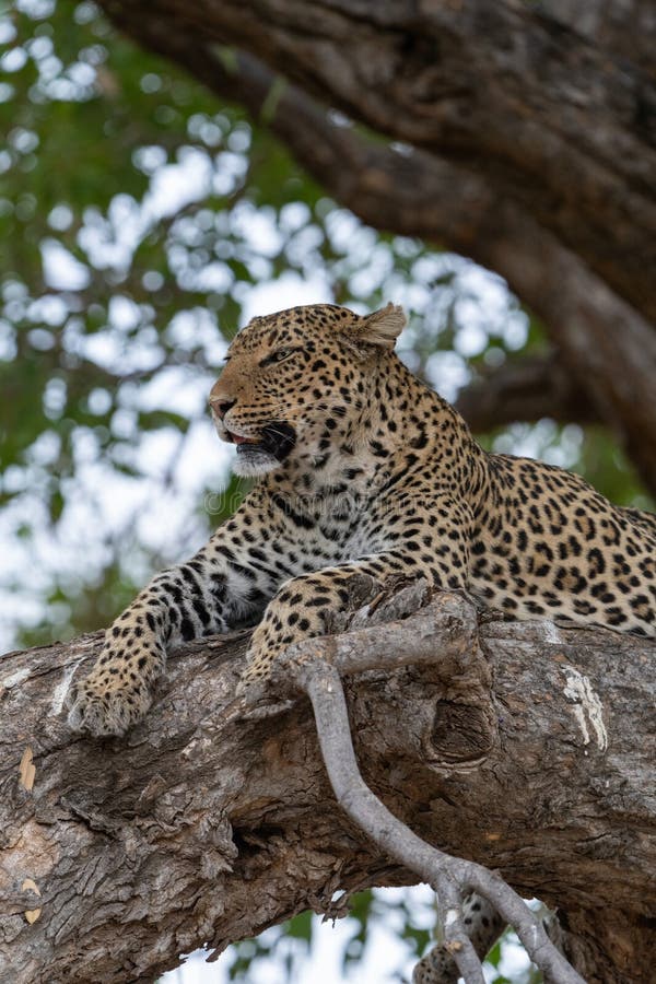 Female African Leopard Resting Top Tree Stock Photos - Free & Royalty ...