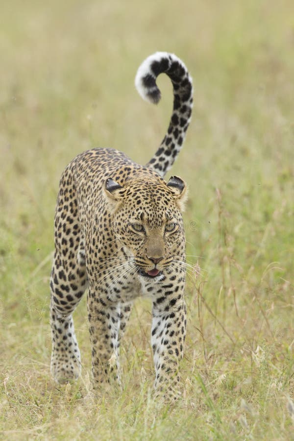 Female African Leopard Walking, Tanzania Stock Image - Image of tail ...