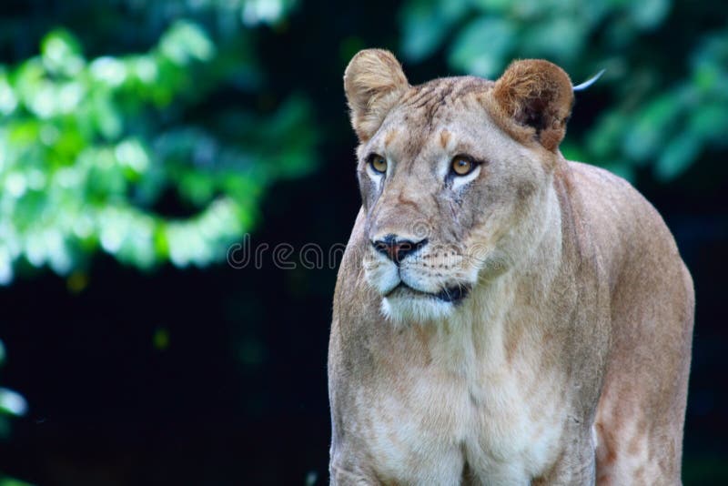 Female Lion Picture. Image: 904209