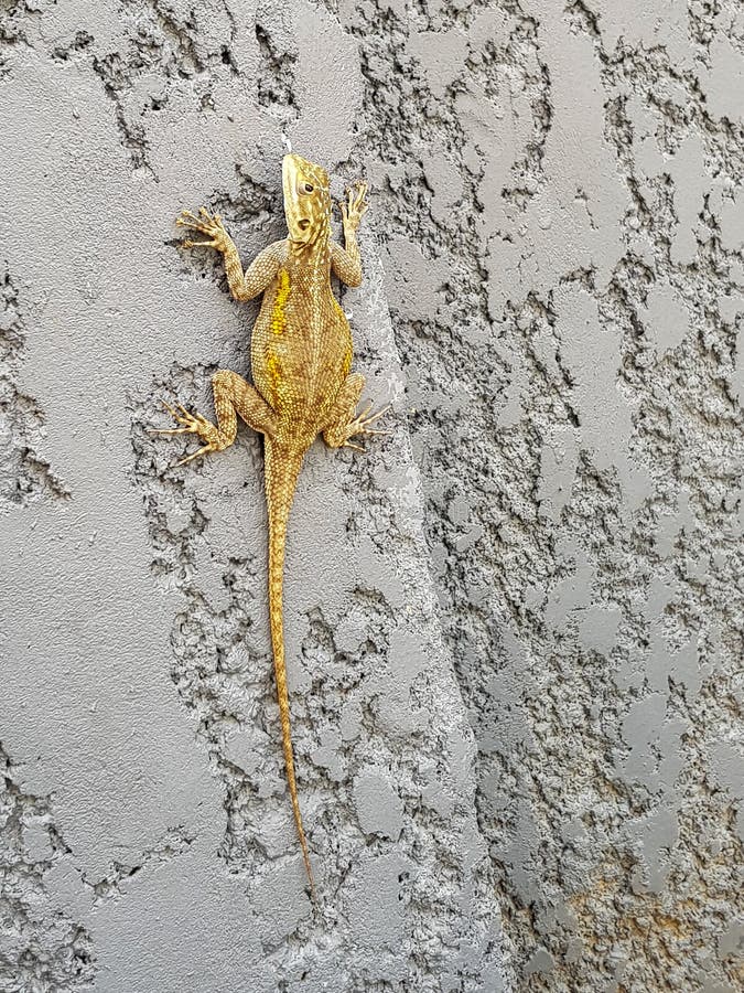 Female Agama Lizard stock photo. Image of northern, black - 28912708