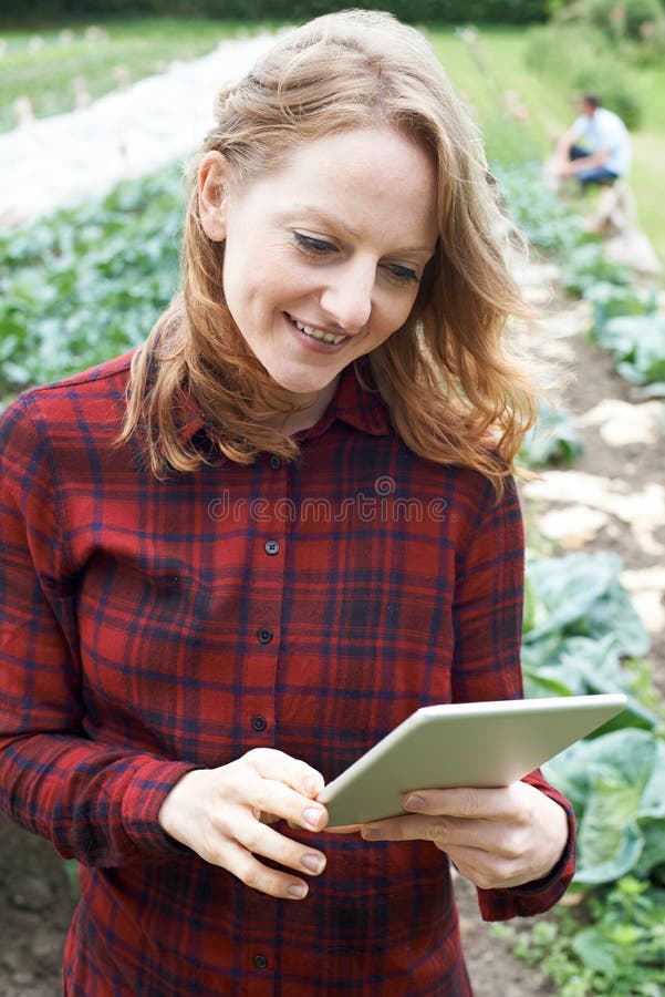 Female Agricultural Worker Using Digital Tablet in Field Stock Photo ...