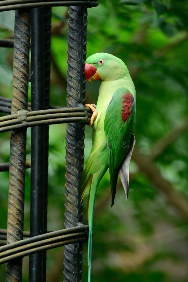 Female Alexandrine Parakeet (Psittacula Eupatria) Stock Image - Image ...