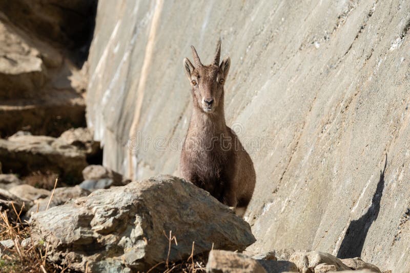 A Female of Alpine Ibex Capra Ibex Watching the Camera.Italian Alps ...