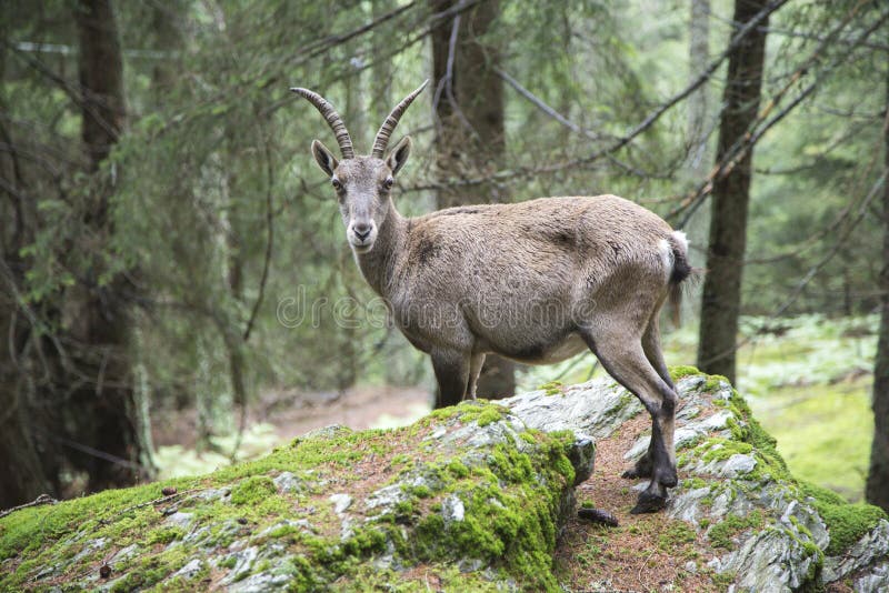Female Alpine Ibex Looking at Camera Stock Photo - Image of hiking ...