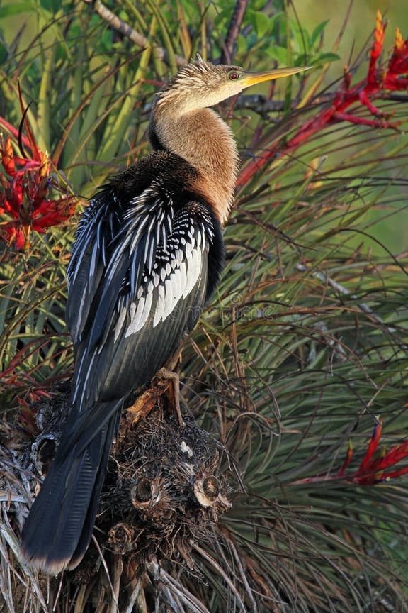 Female American Anhinga stock image. Image of united - 23971139