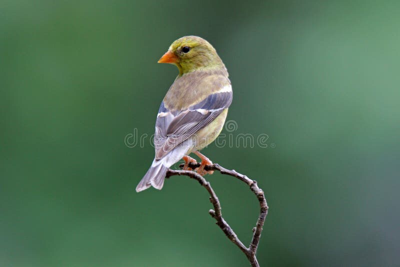 Female American Goldfinch stock image. Image of gold - 74353559