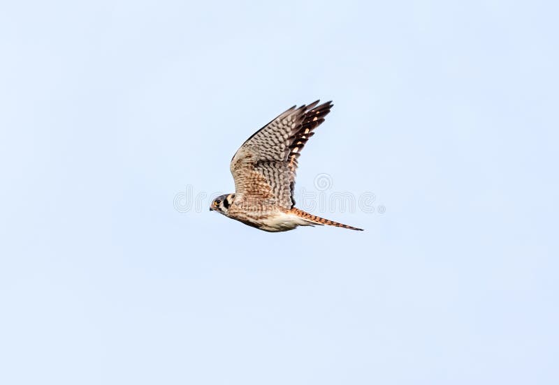 A Female American Kestrel in Speedy Flight Stock Image - Image of ...