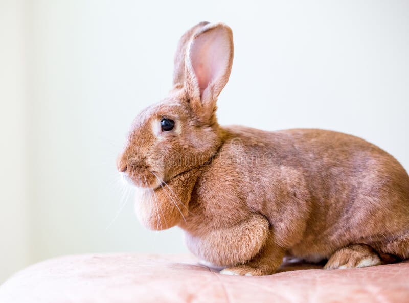 A Female American Rabbit with a Large Dewlap Stock Image - Image of ...