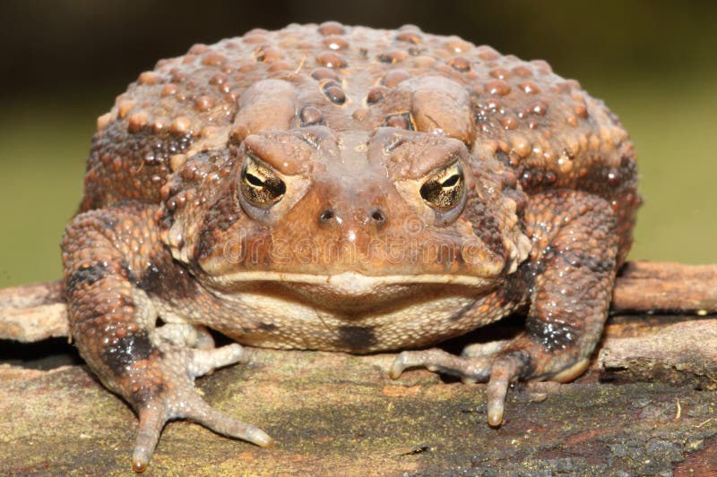 Female American Toad (Bufo Americanus) Stock Image - Image of frog ...