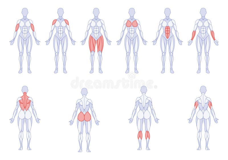 Female Anatomy with Training Body Parts Figure Standing Front and Back ...