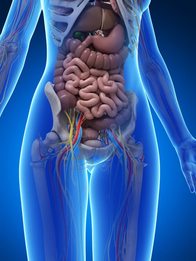 Female Anatomy Liver Stock Illustrations – 2,137 Female Anatomy Liver ...