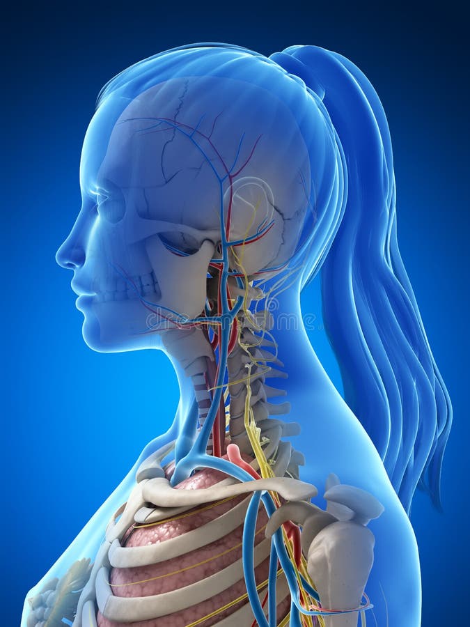 Digest Heart Stock Illustrations – 112 Digest Heart Stock Illustrations ...