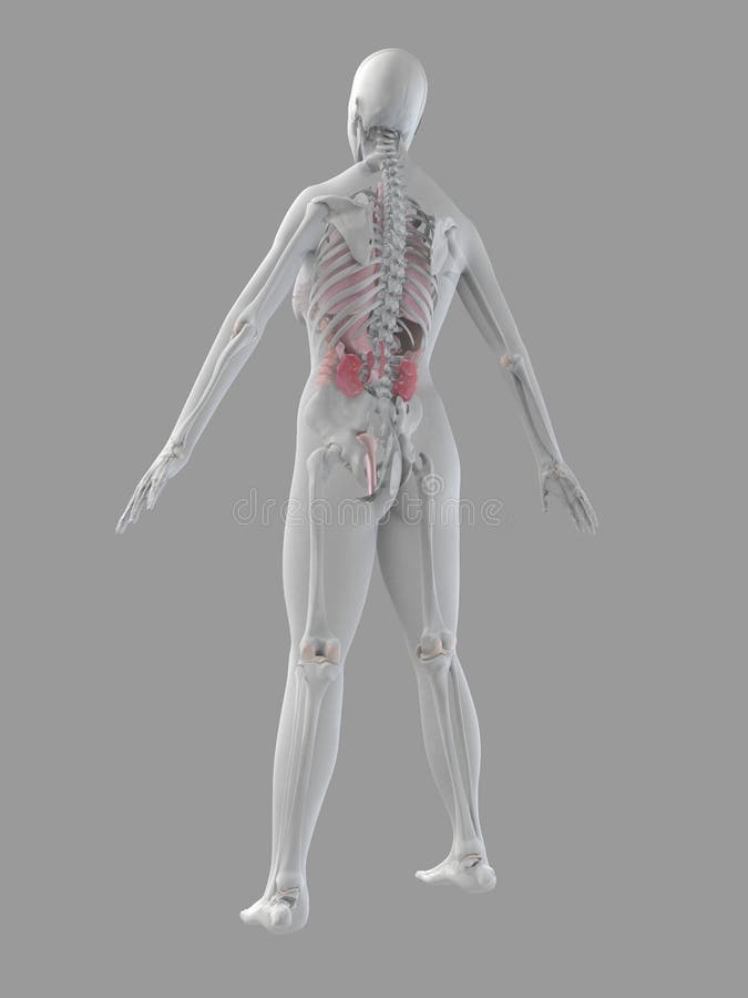 Internal Pictures Of Female Anatomy