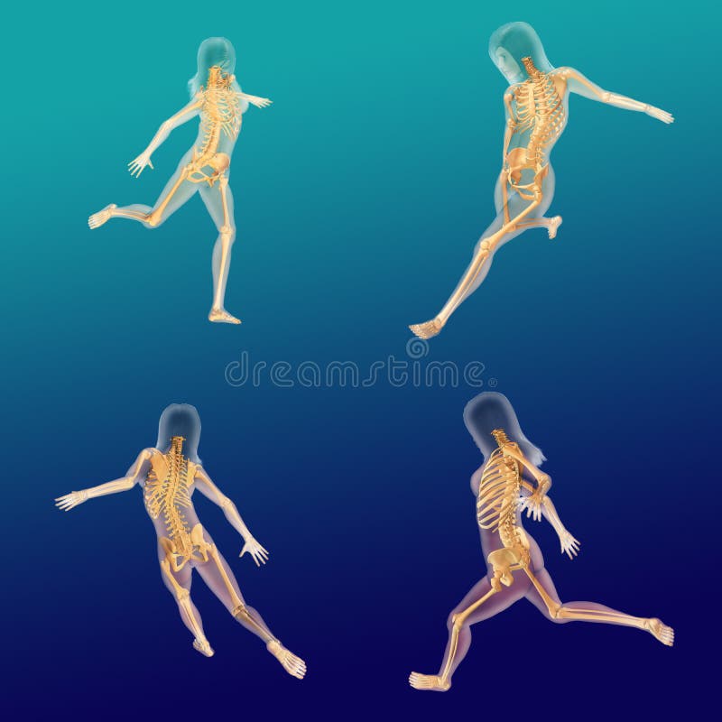 Female Anatomy Running stock illustration. Illustration of skeleton ...