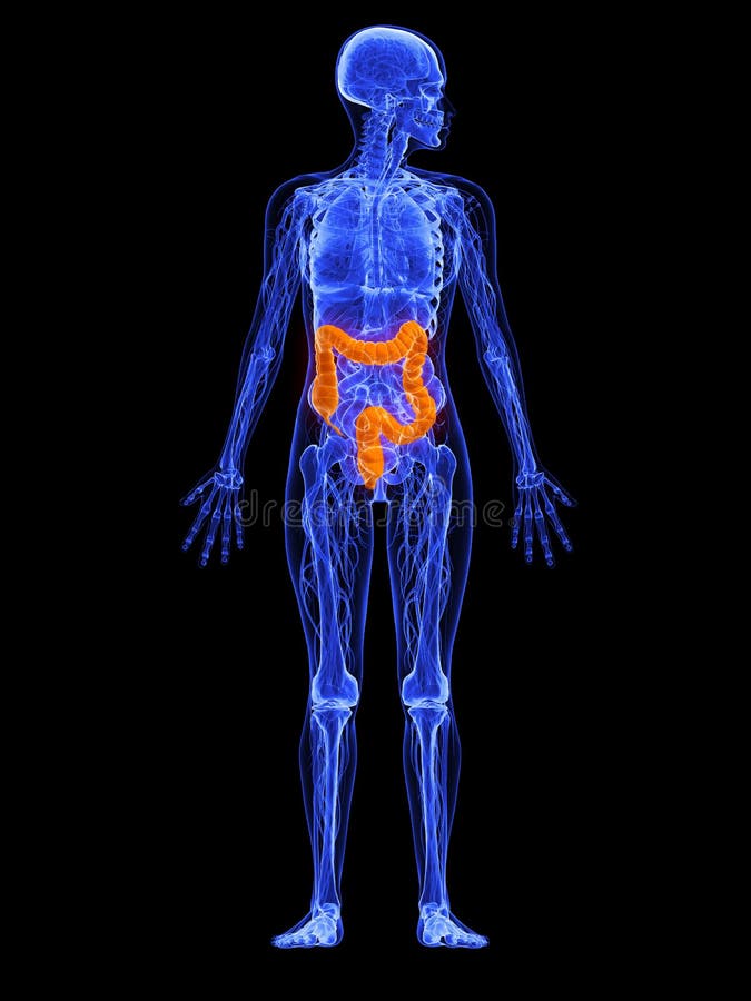 All Female Organs Human Anatomy Stock Illustration Illustration