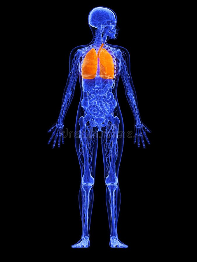 Female anatomy - lung stock illustration. Illustration of graphic ...