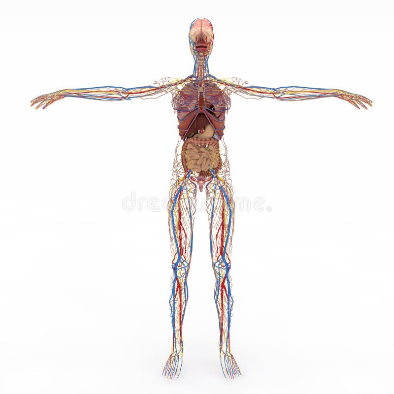 Female Anatomy stock illustration. Illustration of science - 32459232