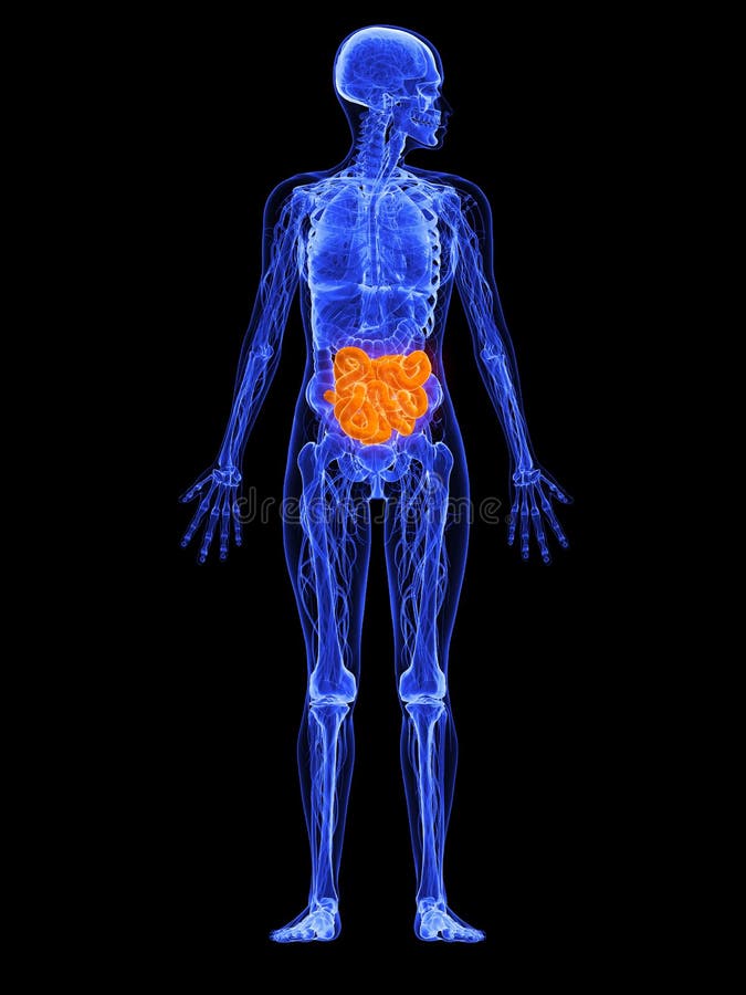 Female Anatomy - Small Intestine Stock Illustration - Illustration of ...