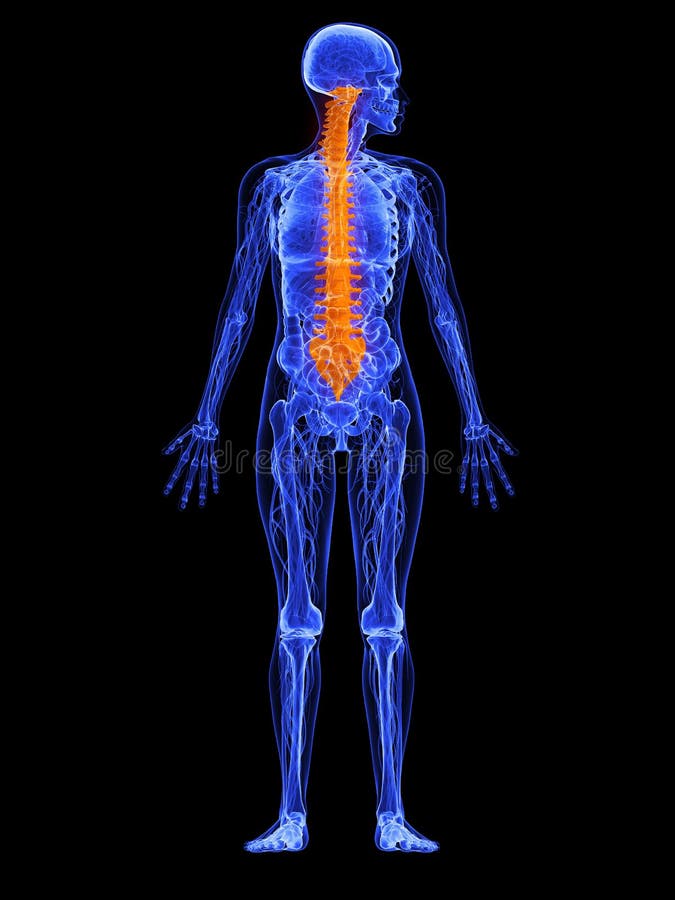 Female anatomy - spine stock illustration. Illustration of belly - 18582962