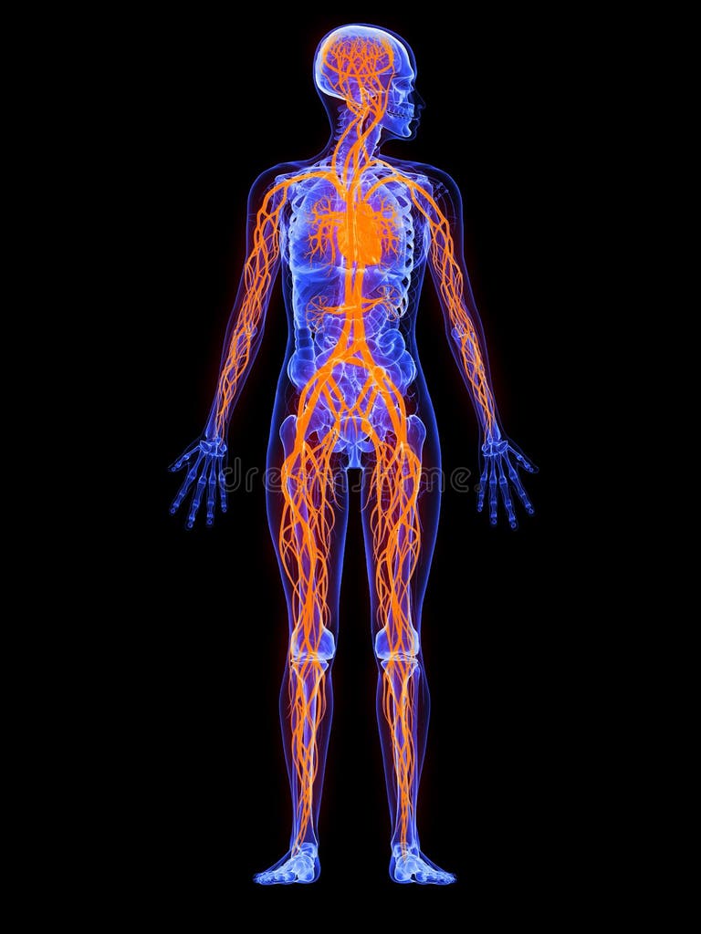 Medical Body Vascular Stock Illustrations – 7,564 Medical Body Vascular ...