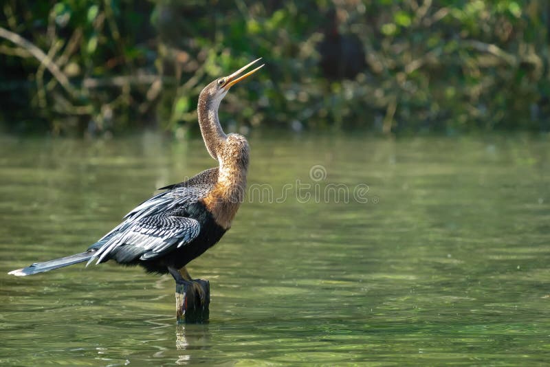 Female Anhinga or American Darter on a Lake Stock Image - Image of ...