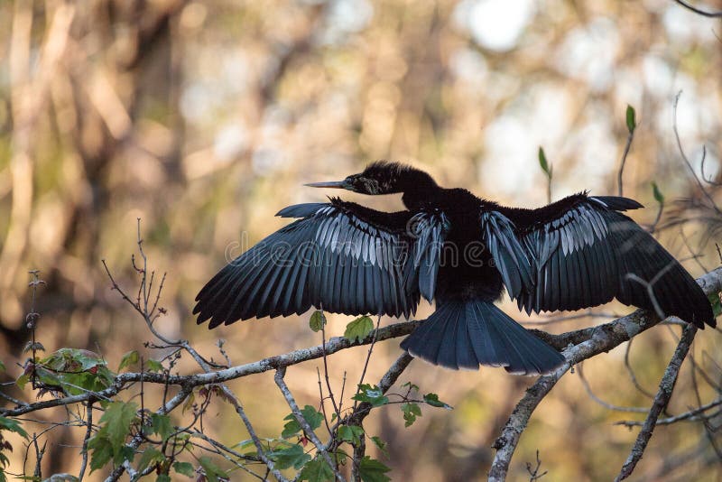 Female Anhinga Bird Called Anhinga Anhinga Stock Image - Image of beak ... Female Anhinga Bird Called Anhinga Anhinga Stock Image - Image of beak ...